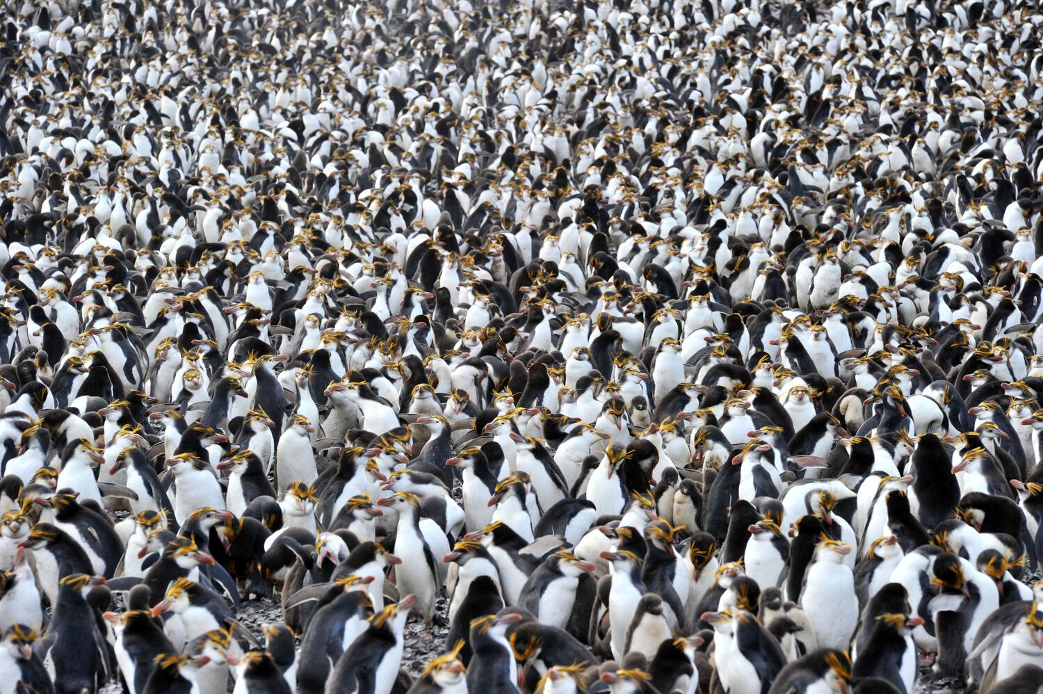 Etienne Pierart - Antarctica Colours